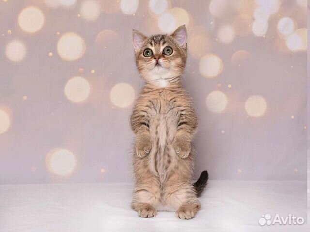 Скоттиш килт