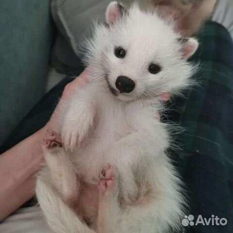 Енотовидная собака, тануки