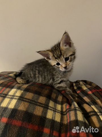 Кошка