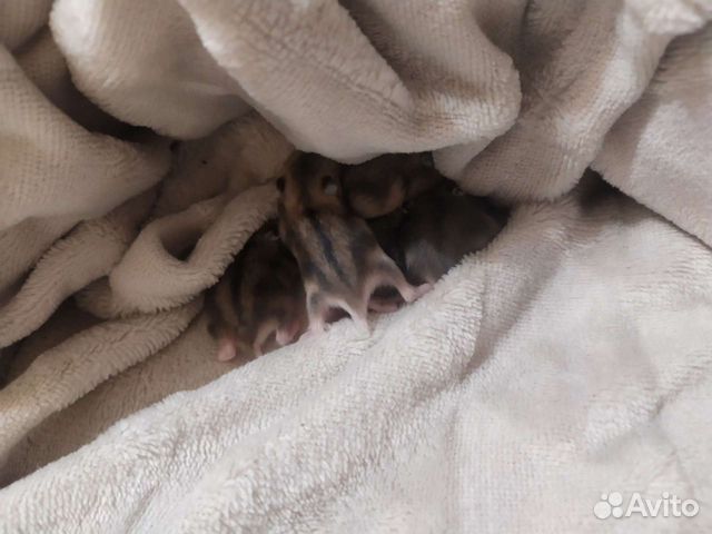 Джунгарские хомячки