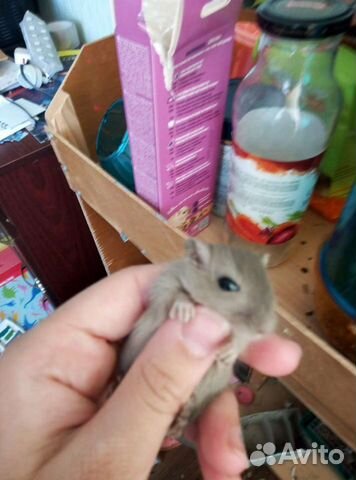 Песчанка