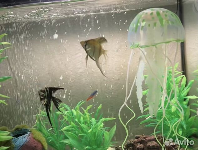 Аквариумные рыбы