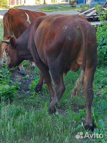 Бычки и быки телки