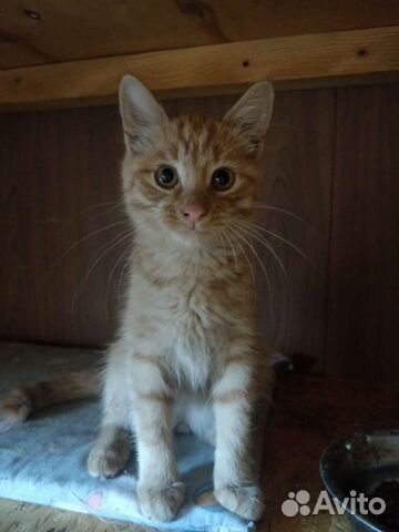Рыжий котенок 2-2,5 мес