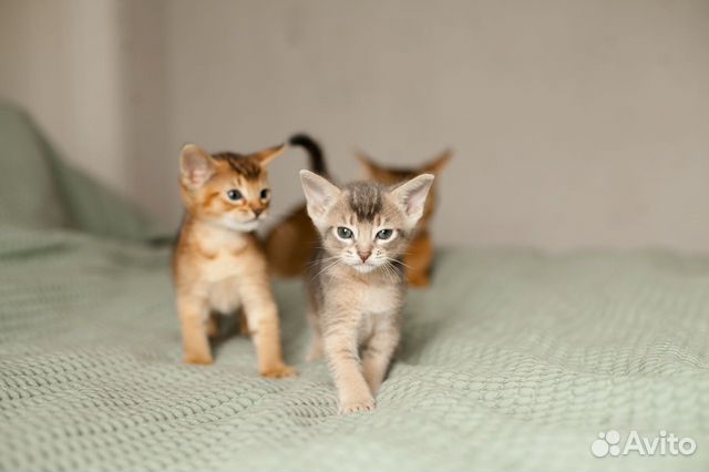 Абиссинский котенок