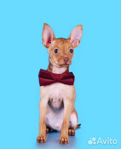 Рыжий - бестыжий