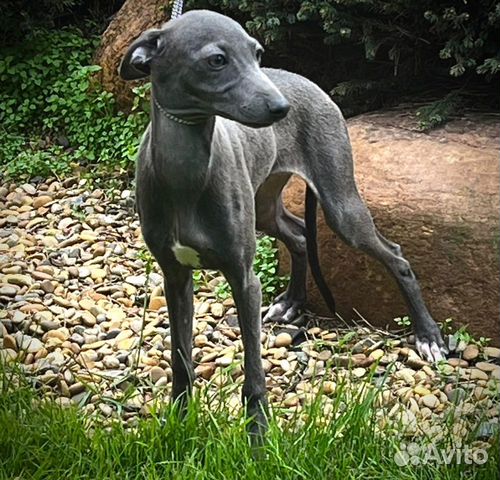 Итальянская левретка