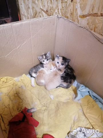 Котята в добрые руки