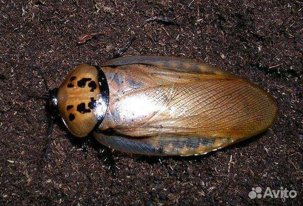 Шеститочечный таракан (Eublaberus distanti)
