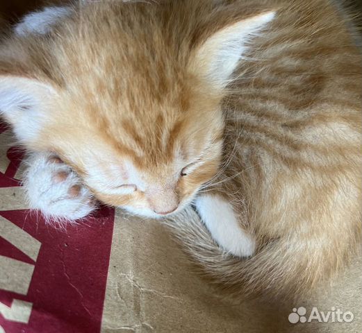 Котята рыжие ласковые игривые