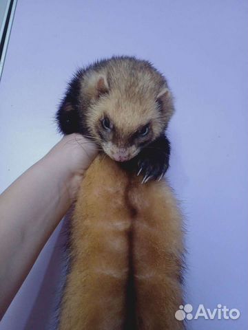 Хорёк мальчик, 3года