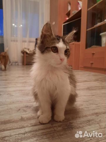 Феденька ищет дом
