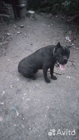 Щенки кане Корсо