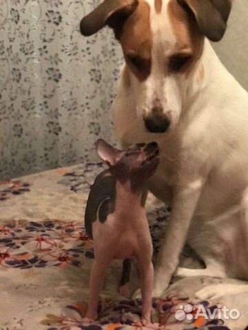 Собаки в дар бесплатно