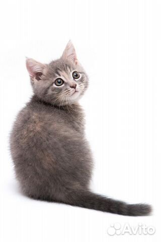 Котенок Маша