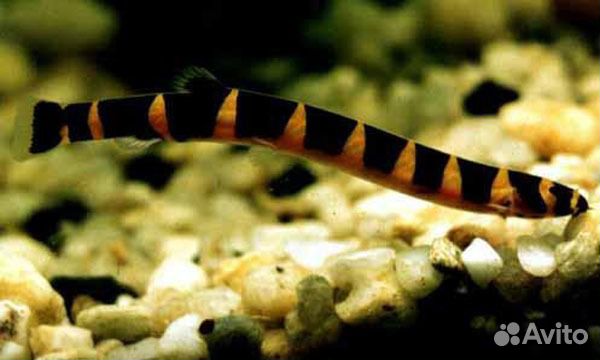 Рыбки Акантофтальмус