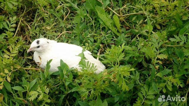 Перепелиное мясо, яйцо, живая птица