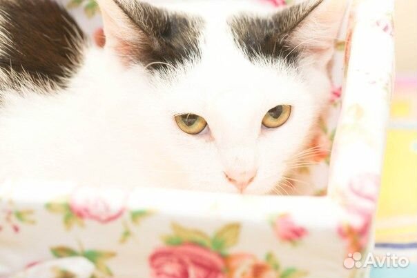 Кошка с инопланетной внешностью