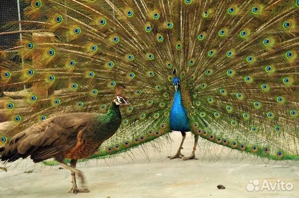 Павлины индийские