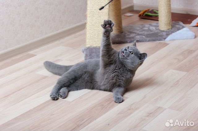 Британский котик мурлыка 7 мес