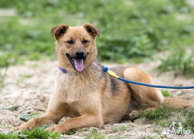 Собака оптимист по жизни ищет дом