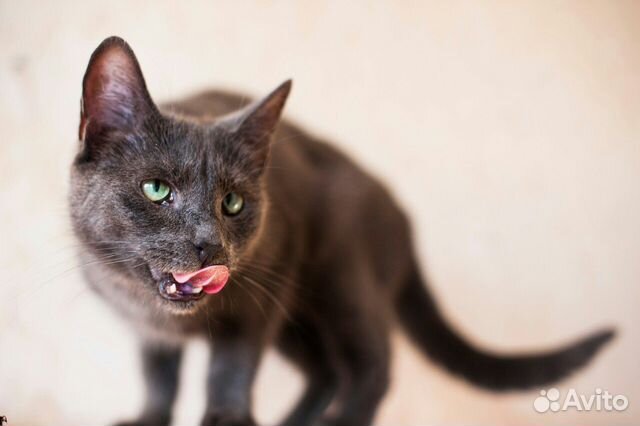 Дымка- метис русской голубой