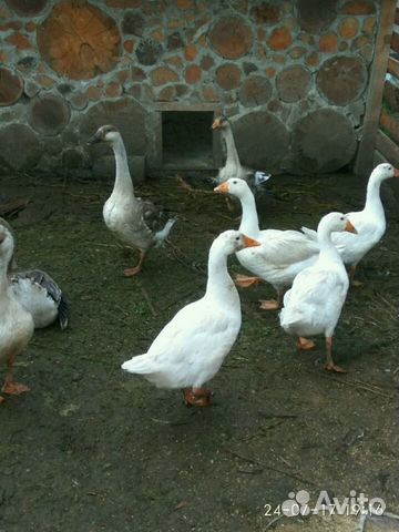 Меняю гусей