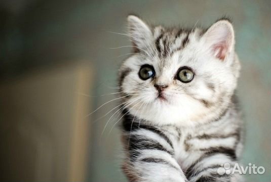 Яркие британские котята мраморный окрас