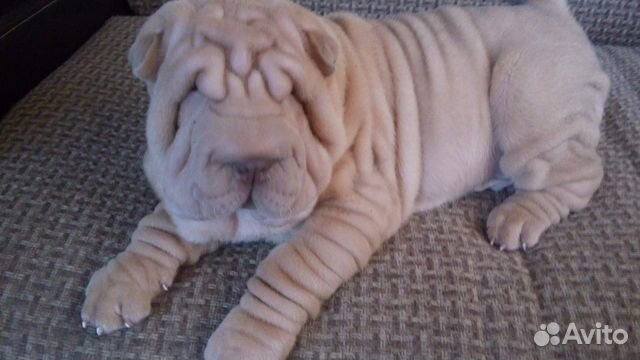 Продаю щенков шарпея