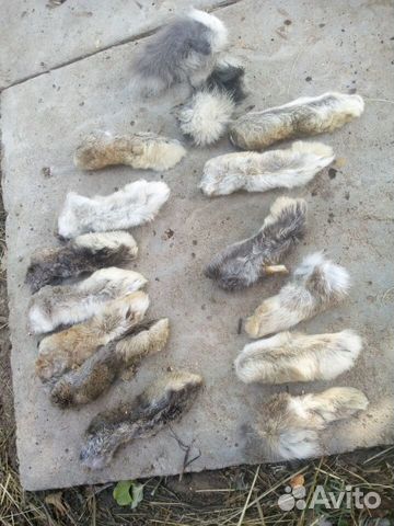 Лапки кролика