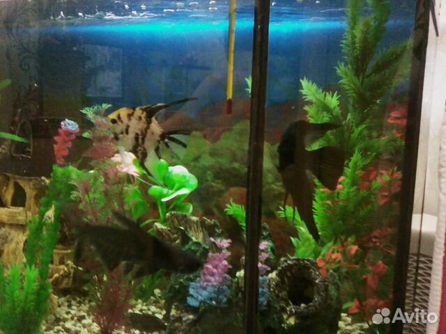 Скалярии и акулий балу