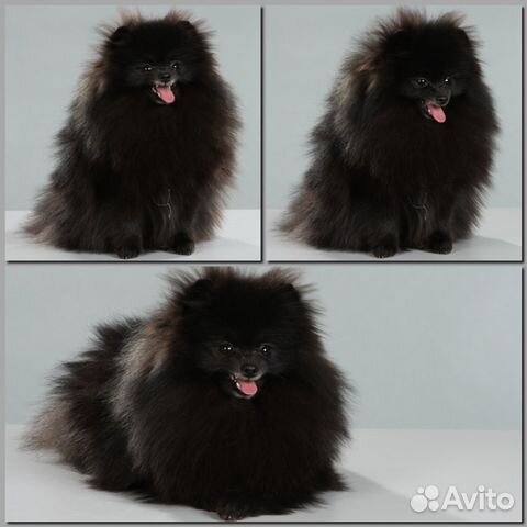 Продаётся щенок шпица померанского миниатюрного