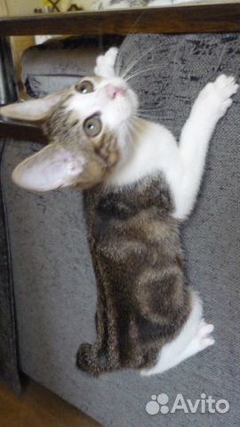 Курильский бобтейл