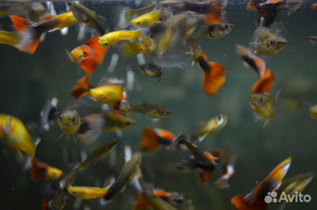 Берлинские Гуппи Чистая линия