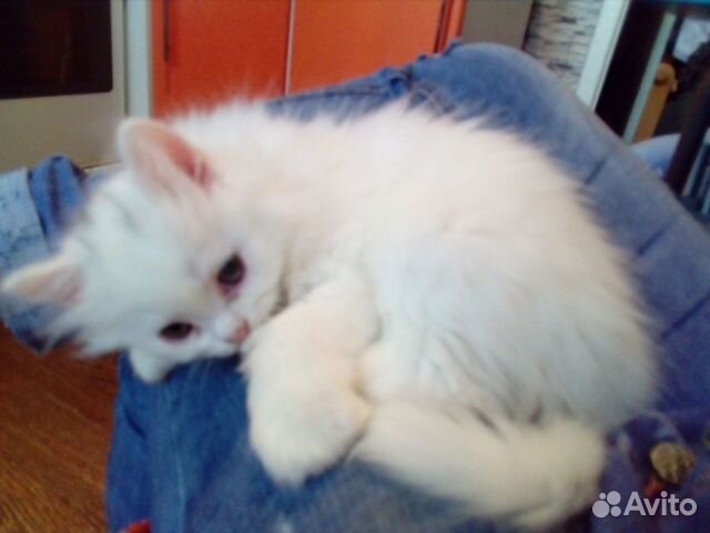 Белоснежные пушистики