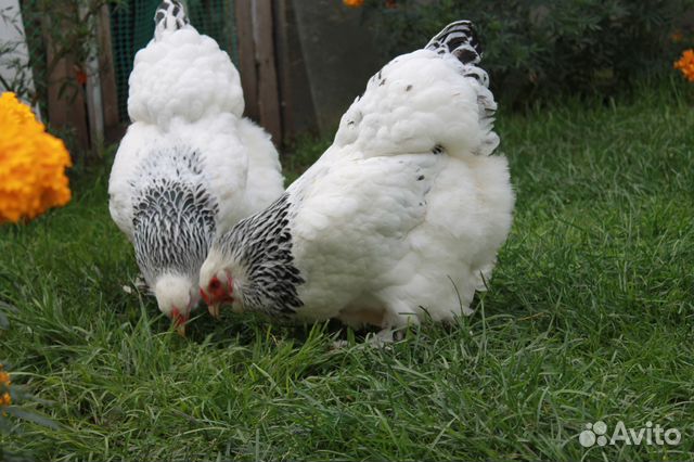 Брама колумб,куроп