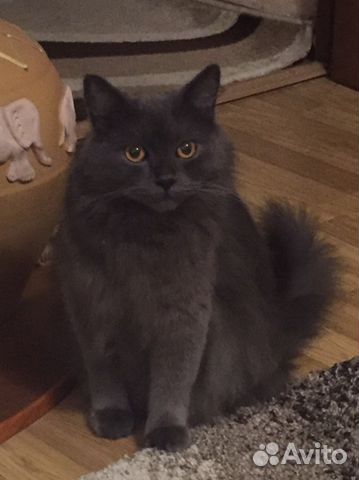 Котик в добрые руки