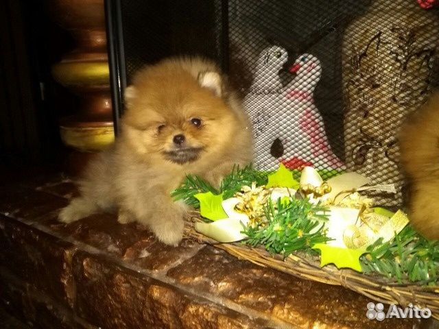 Щенки померанского шпица