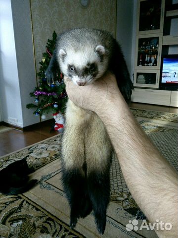 Хорек на вязку