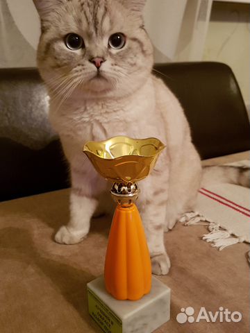Вязка с котом скоттиш страйт