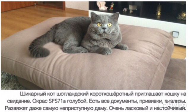 Вязка.Шотландский котик