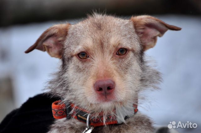 Лютик из приюта