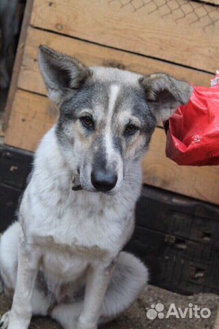 Хотите собачку, так вот же она