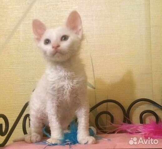 Майский Ландыш) Бесконечный заряд Позитива)