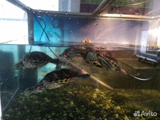 Красноухая черепаха. Продаются 4 милых черепашки