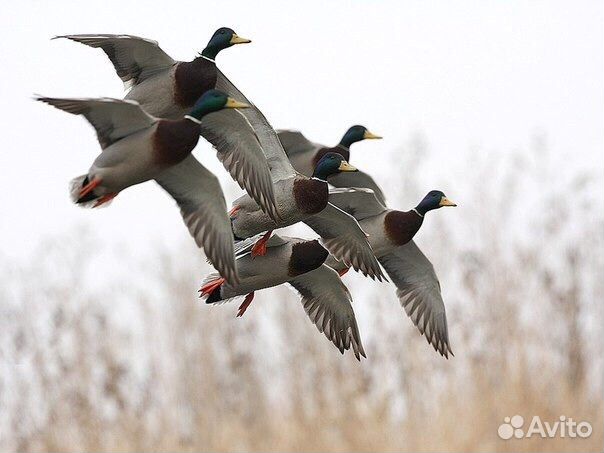 Подсадные утки