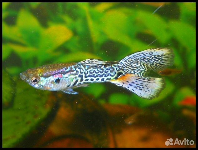 Кобровые гуппи