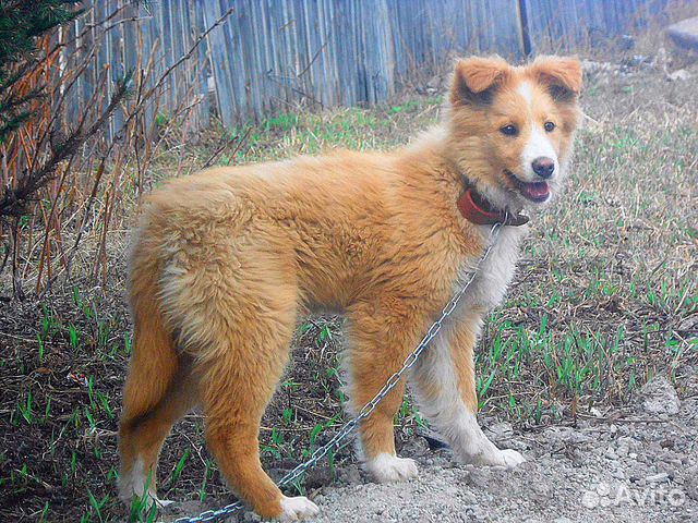 Щенки девочки ищут надежные любящие руки