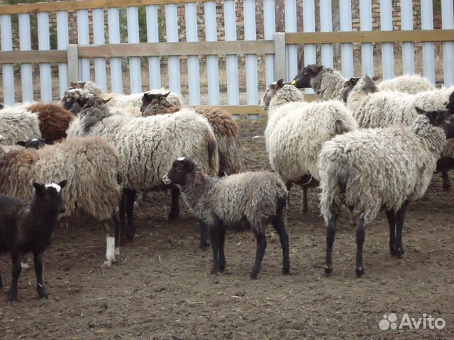 Романовские Овечки