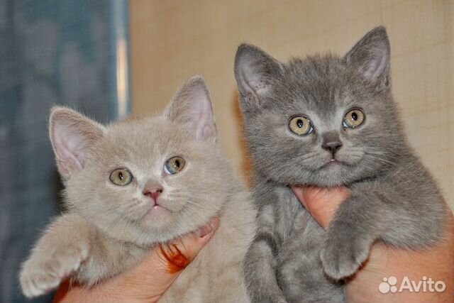 Котик и кошечка Бритиш